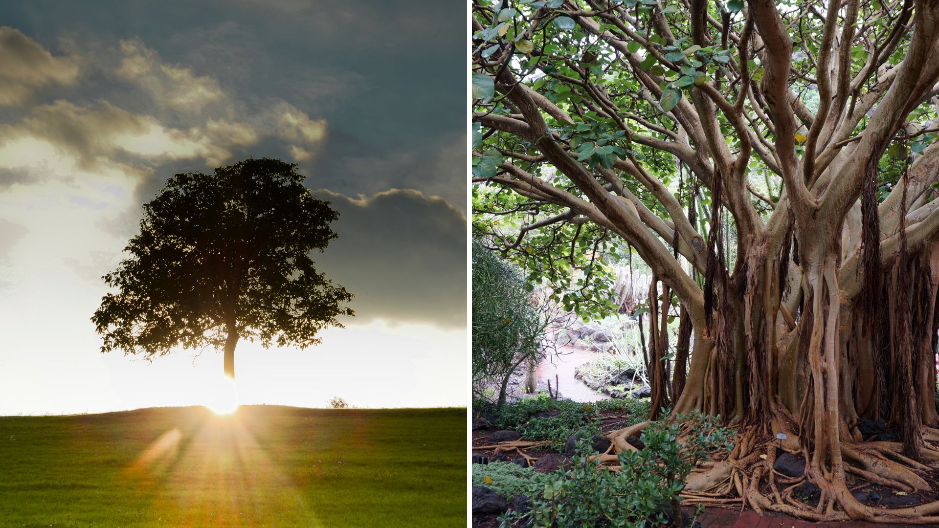 Jardim do Éden: 10 fatos importantes que você não deve perder