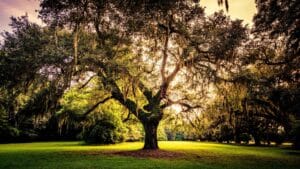 Adam and Eve: 6 Responsibilities God Entrusted Them With