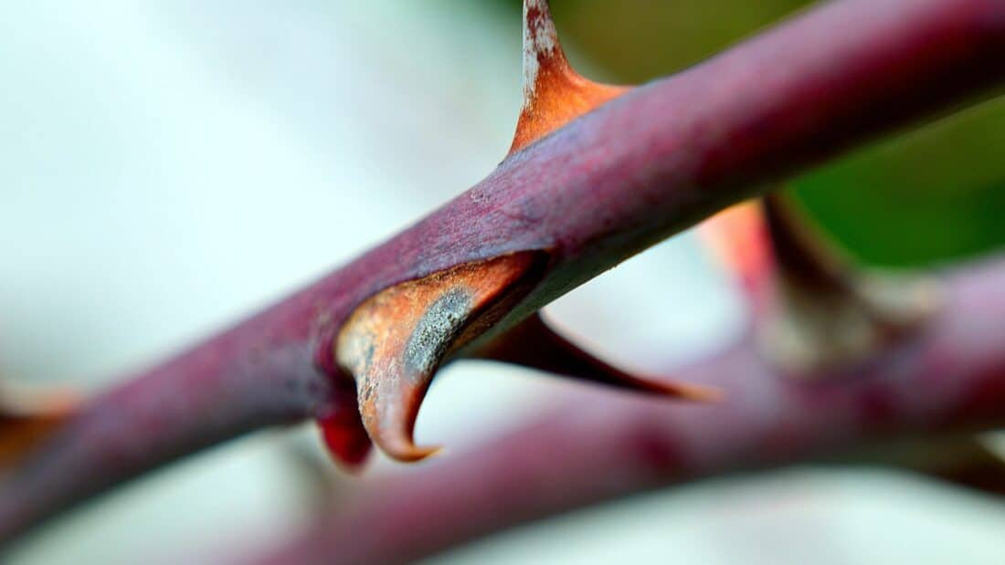 Life of Adam and Eve Before and After They Sinned